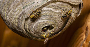 Veps | Enklest å løse problemet tidlig | Forebygging og bekjempelse