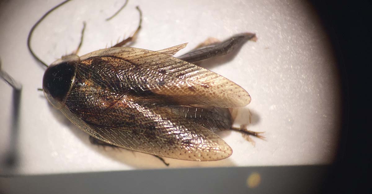 Insekter i huset er helt vanlig | De fleste insekter er harmløse