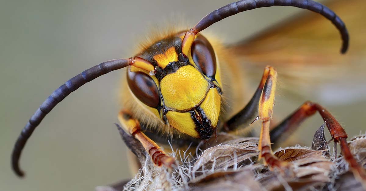 Insekter som stikker og biter - Slik unngår du dem | Norsk Hussopp ...
