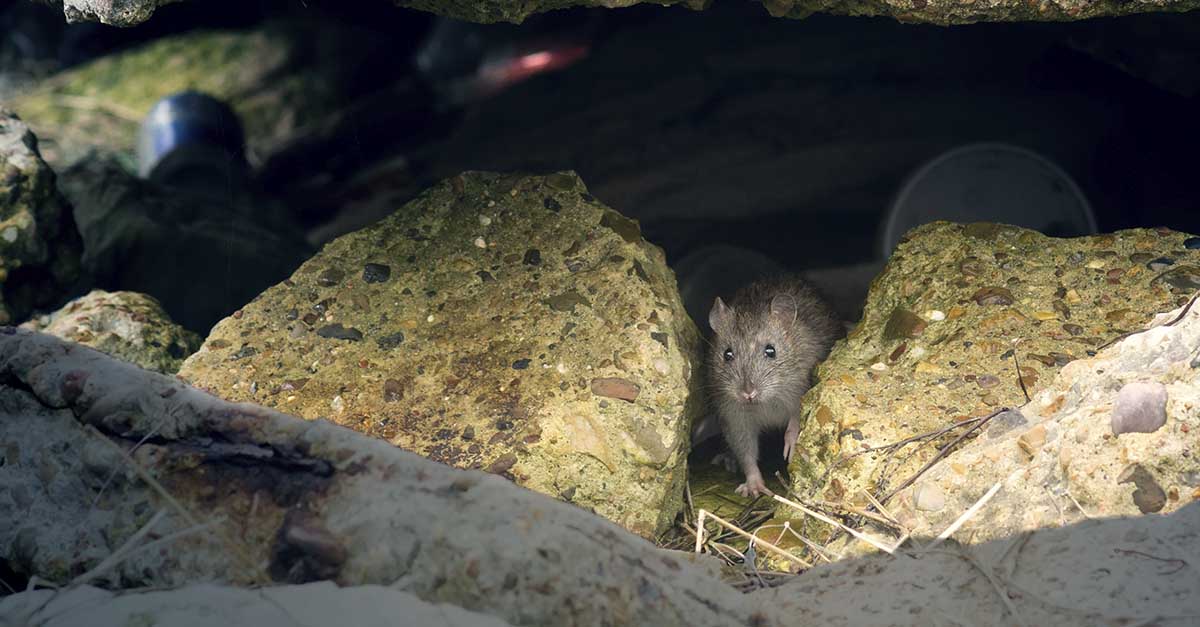 Slik unngår du mus- og rottebesøk i vinter | Sjekkliste
