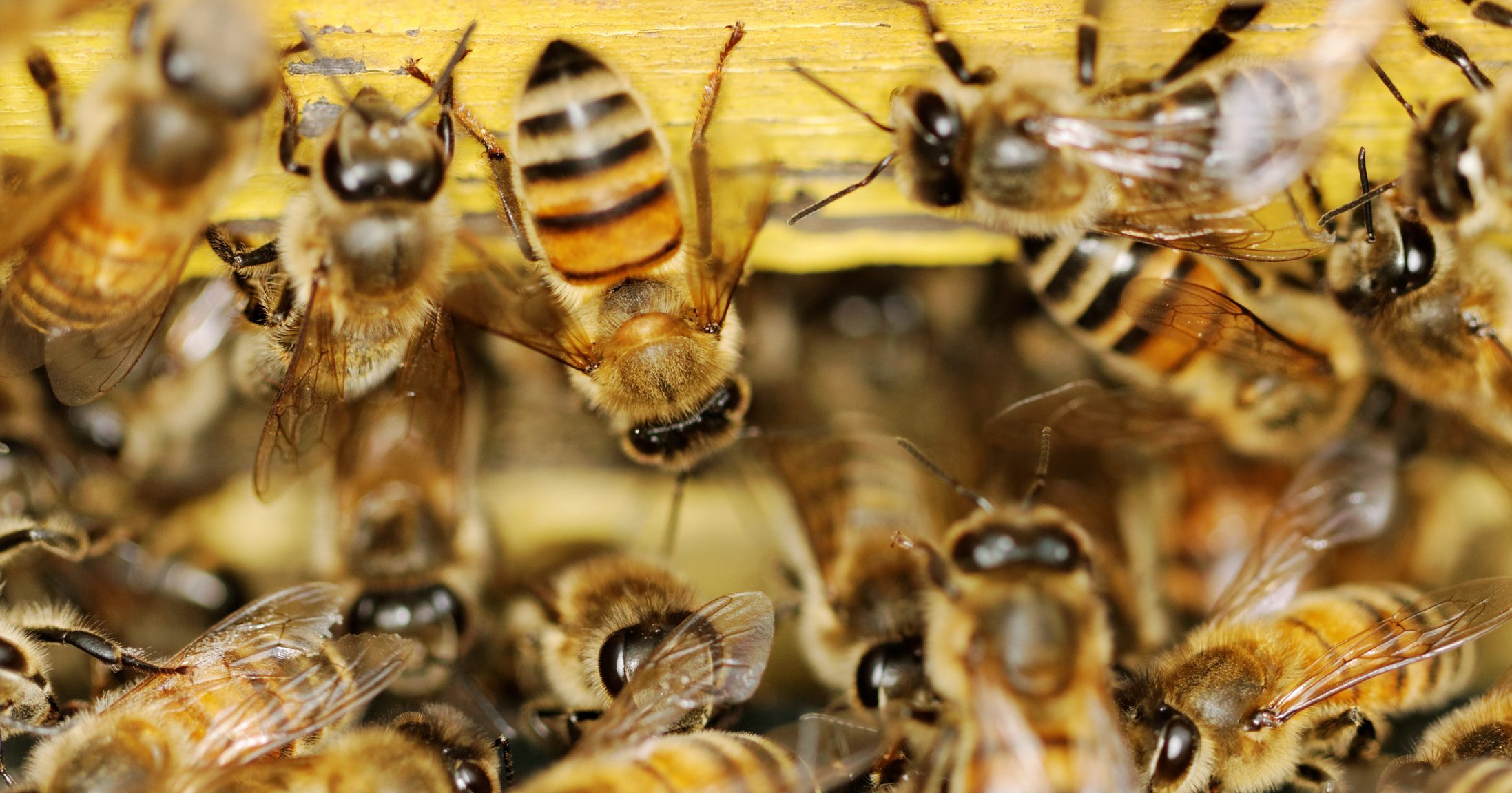 Veps versus bie: Derfor du må vite forskjellen | Norsk Hussopp Forsikring