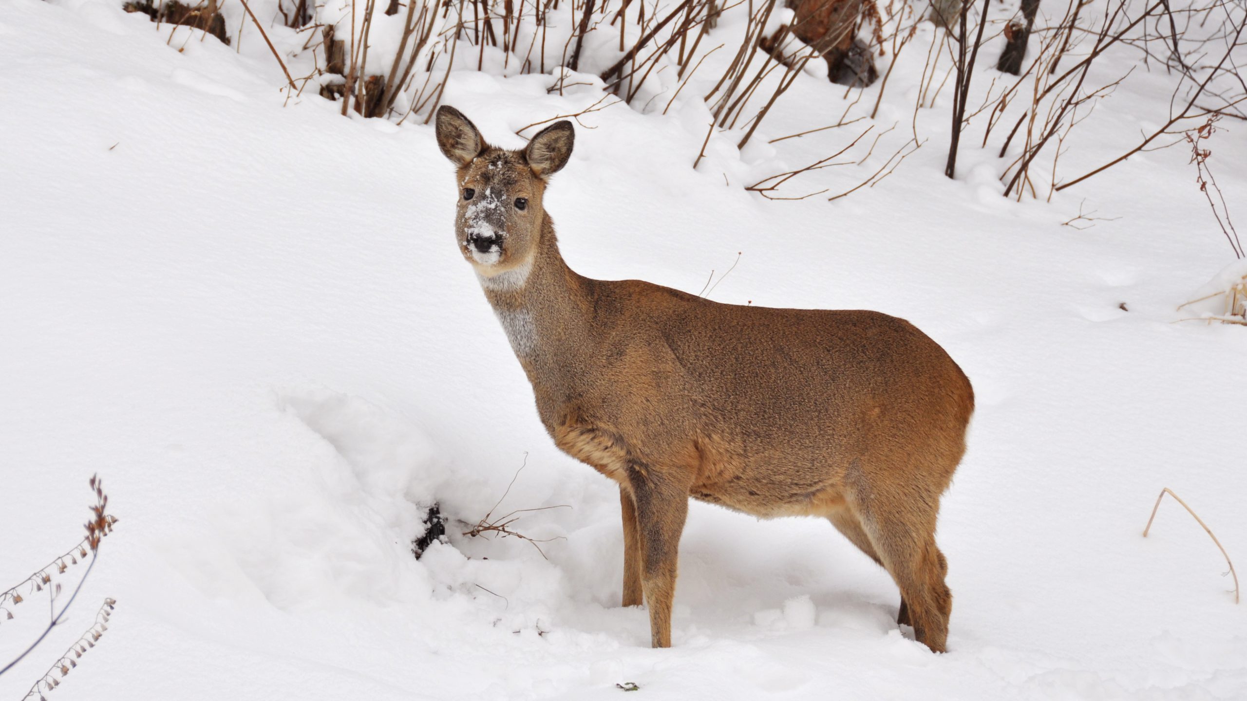 Ikke mat ville dyr | Norsk Hussopp Forsikring