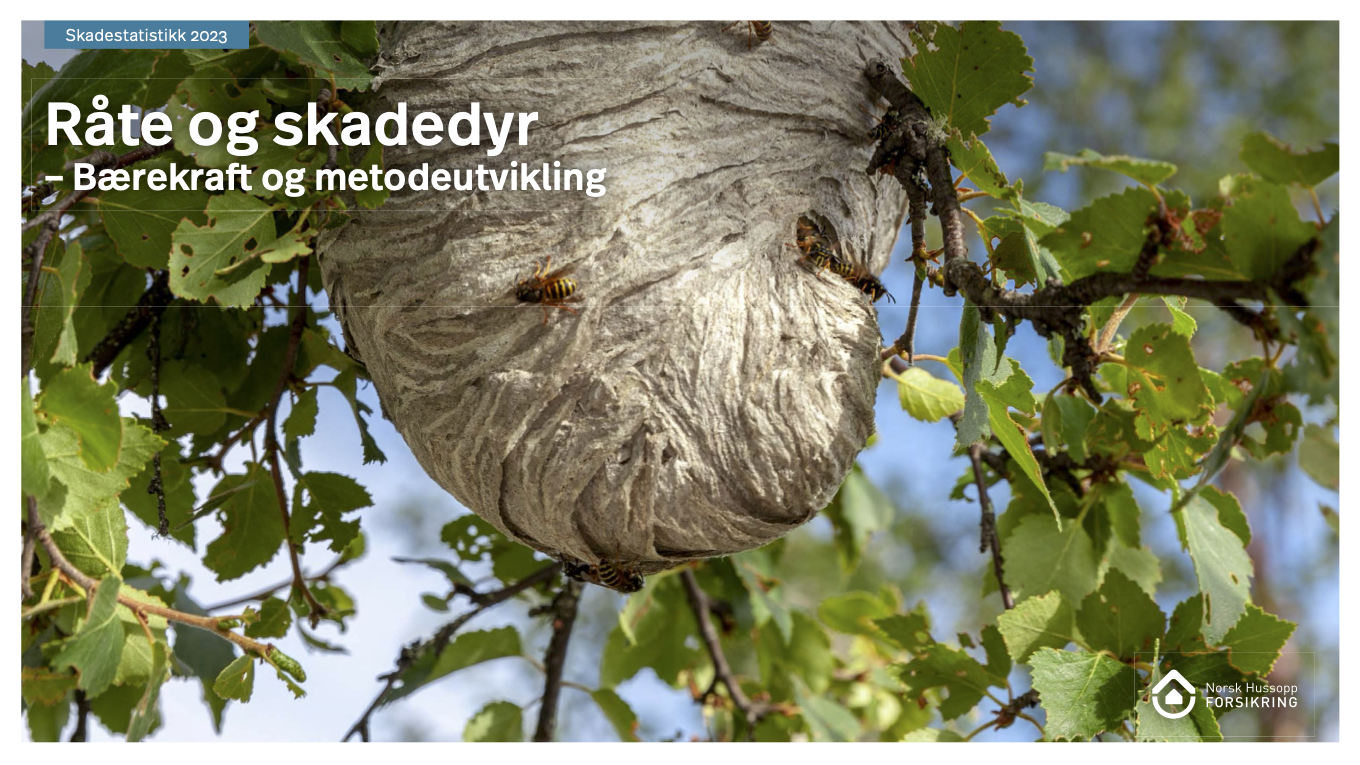 Slik fjerner du muggsopp | Norsk Hussopp Forsikring