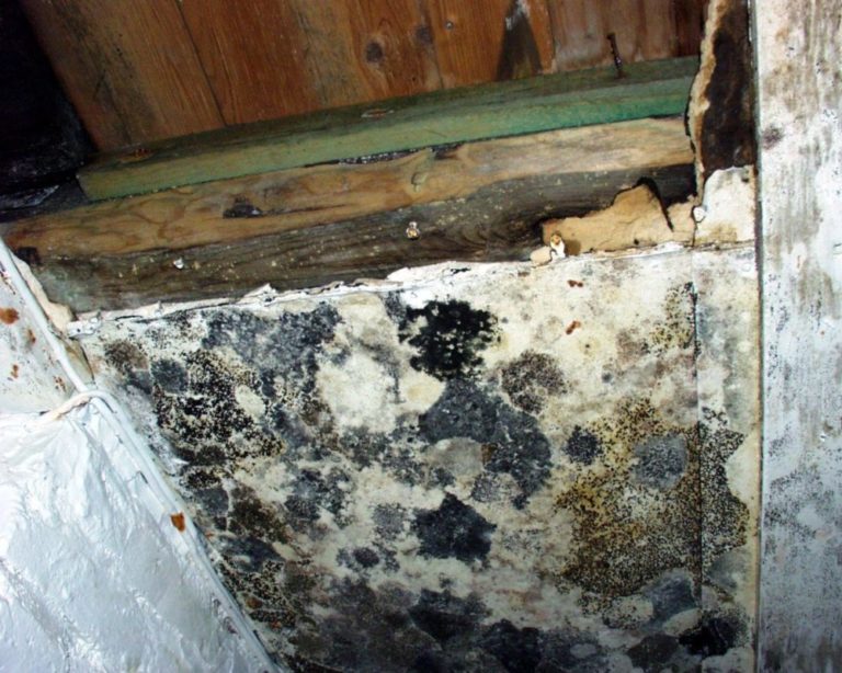 Muggsopp | Tips og råd for forebygging og utbedring