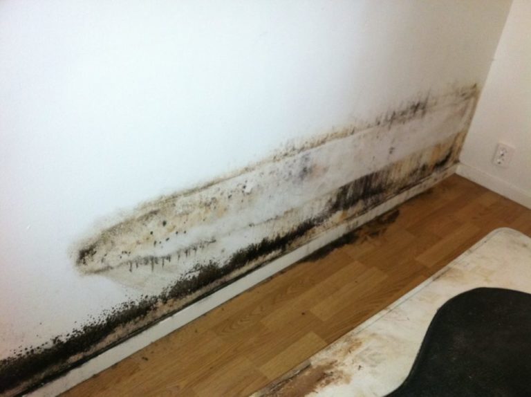 Muggsopp/svertesopp i hus - Skadedyrkontroll1