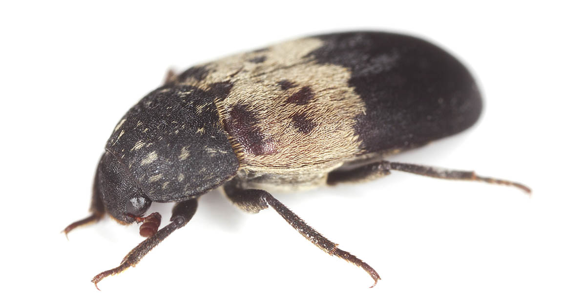 Fleskeklanner - Norsk Hussopp Forsikring