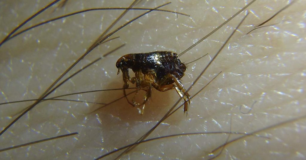Insekter | Forebygging og informasjon | Norsk Hussopp Forsikring
