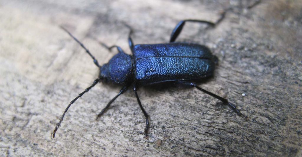 Blåbukk - Norsk Hussopp Forsikring