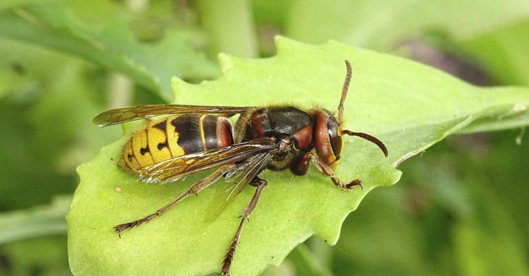 Geithams | Veps - Norsk Hussopp Forsikring