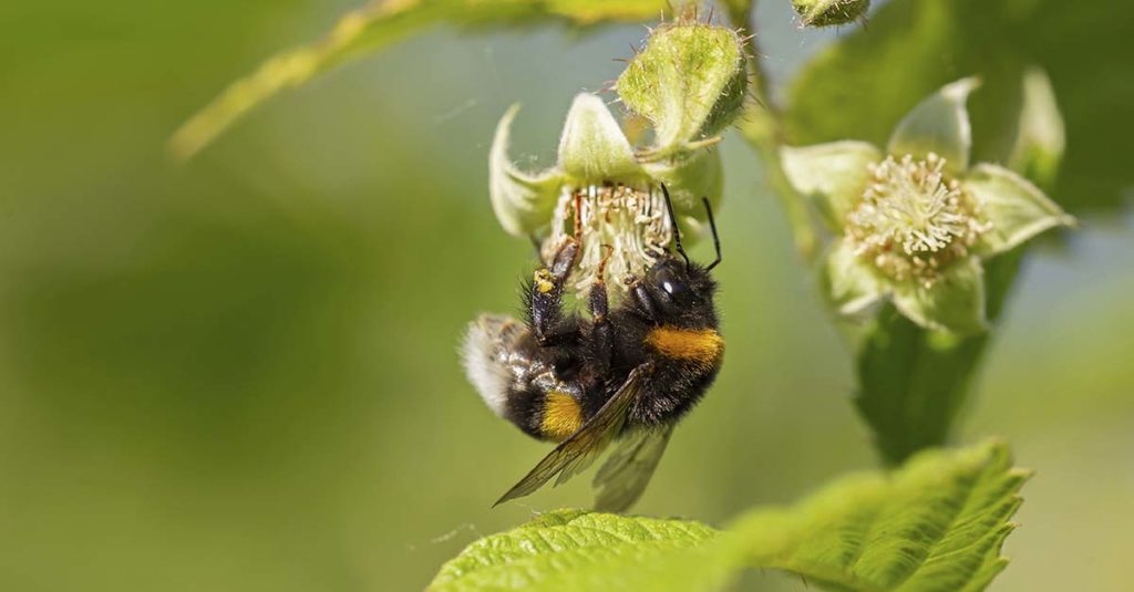 Humler er nyttedyr | Tips og råd | Norsk Hussopp Forsikring