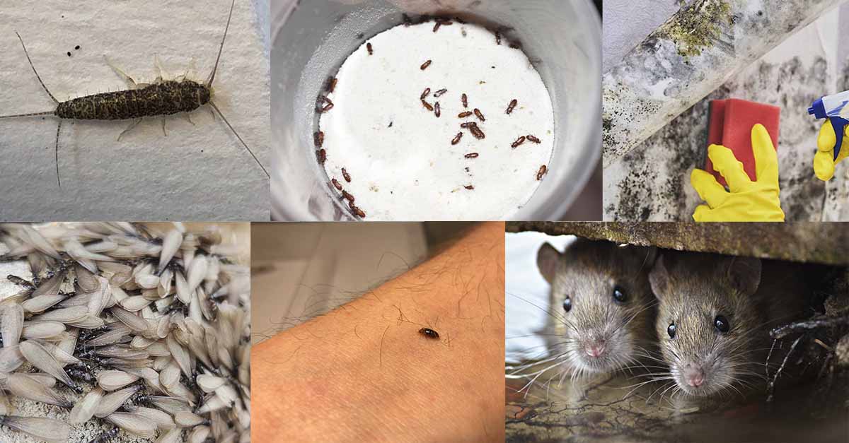 Svertesopp | Tips & råd for forebygging og utbedring