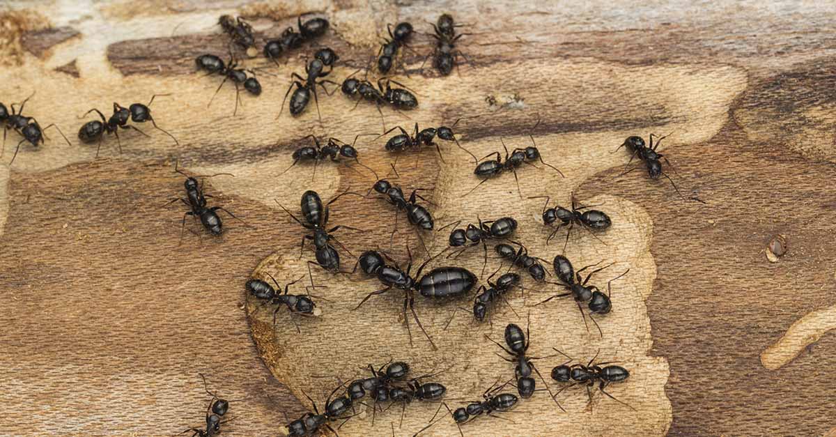 Fire grunner til at du har maur inne – Slik unngår du maur i huset ...