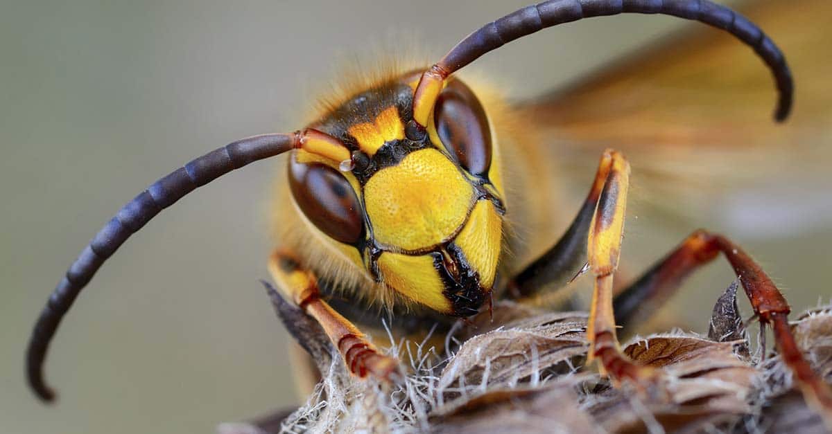 Geithams | Veps - Norsk Hussopp Forsikring