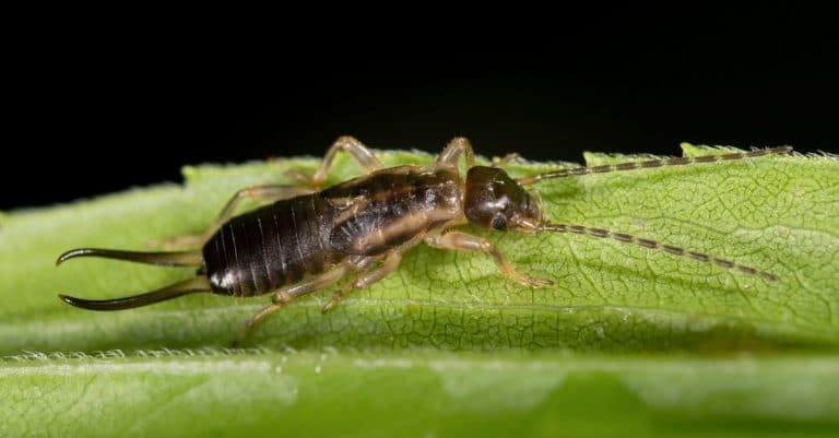 Saksedyr - Norsk Hussopp Forsikring