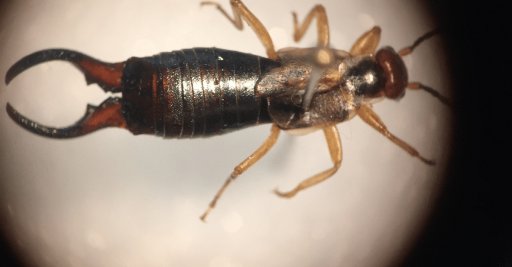 Saksedyr - Norsk Hussopp Forsikring