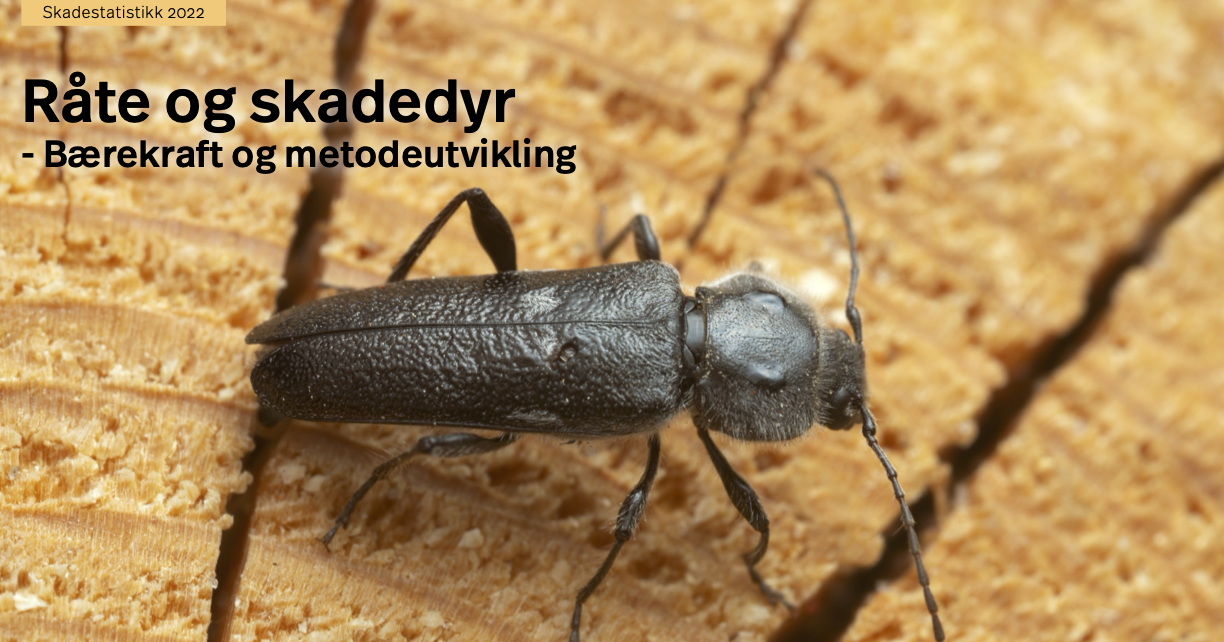 Slik fjerner du muggsopp | Norsk Hussopp Forsikring