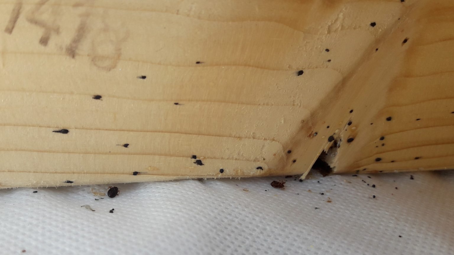 Slik fjerner du muggsopp | Norsk Hussopp Forsikring